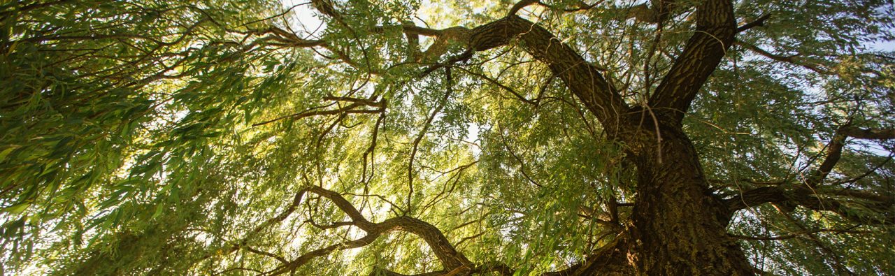 FAQ - Tree of Life Counseling